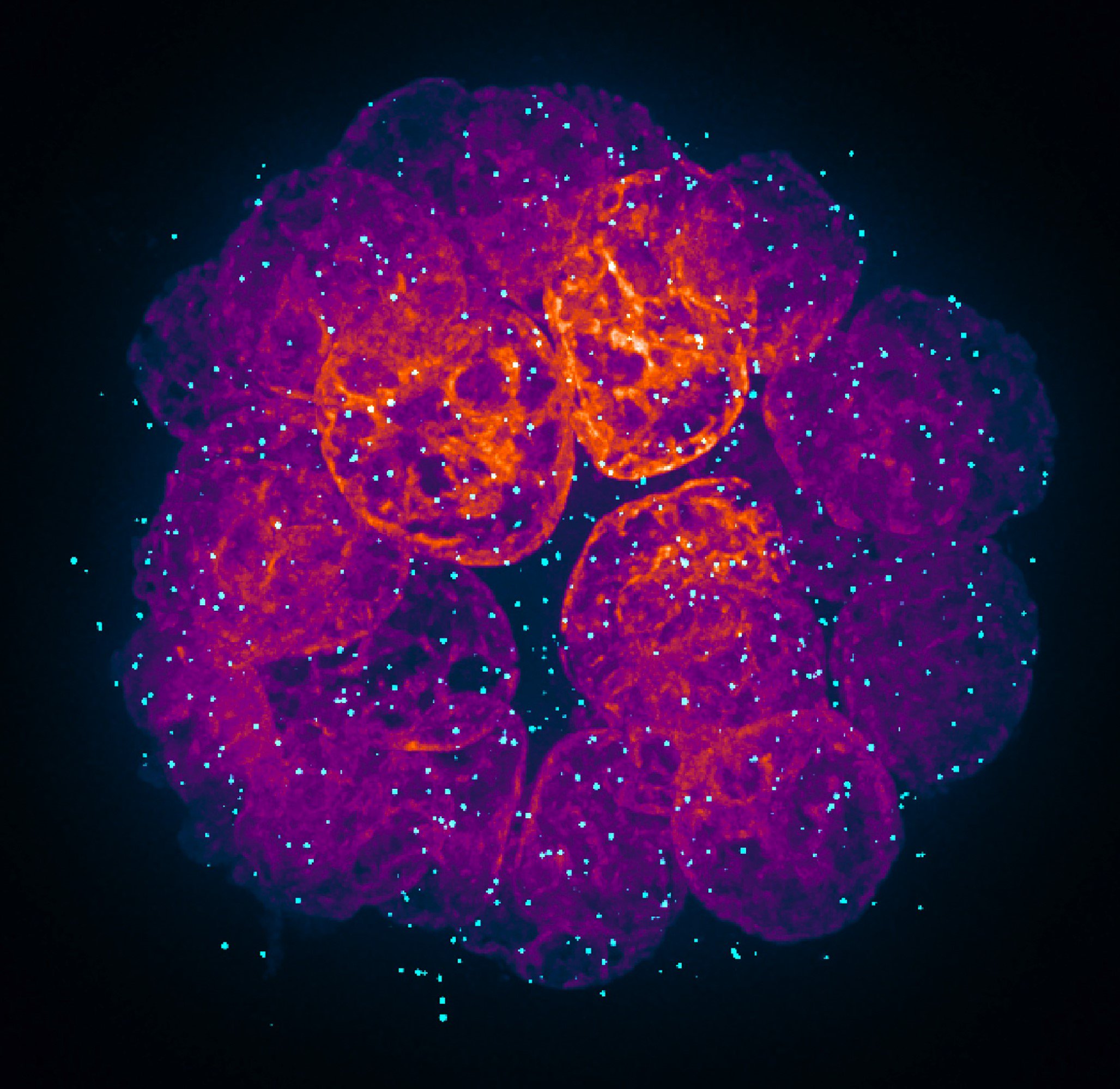 Publication on smFISH in organoids - Madelon Maurice lab
