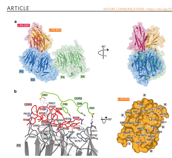 Paper on VHHs targeting LRP5/6 - Madelon Maurice lab