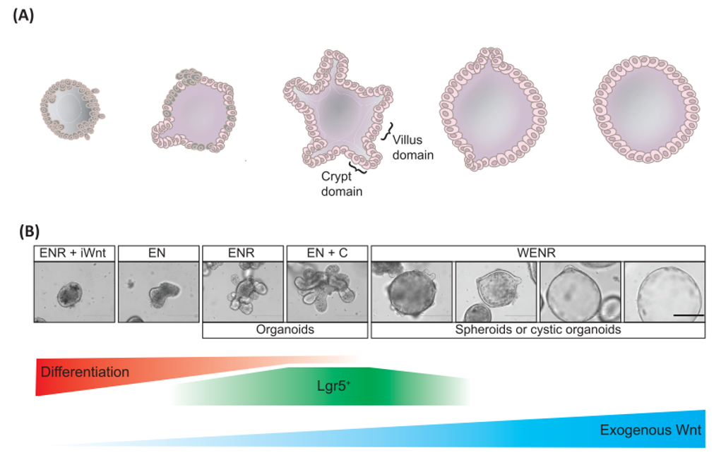 Research - Madelon Maurice lab