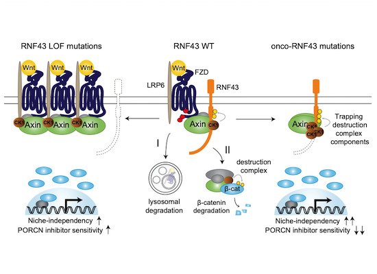 A novel class of oncogenic RNF43 mutations - Madelon Maurice lab