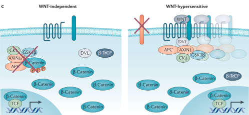 Review on WNT tumour suppressor mutations in cancer - Madelon Maurice lab