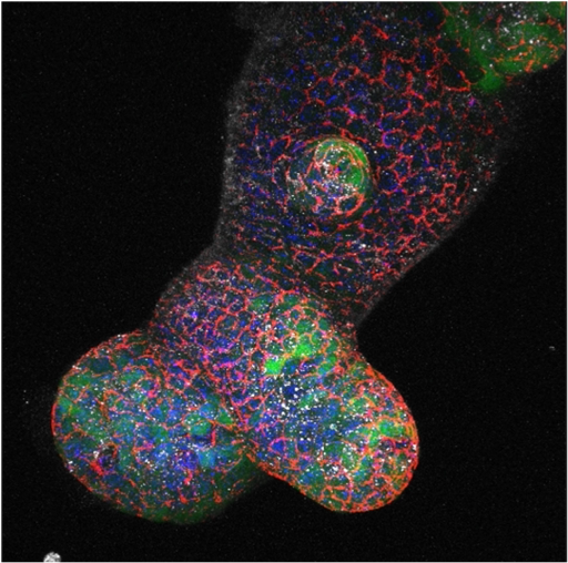 2 Postdoctoral researcher positions - Madelon Maurice lab